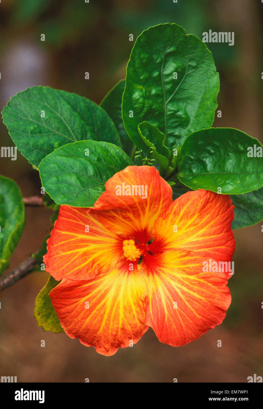 Giant yellow hibiscus hi-res stock photography and images - Alamy