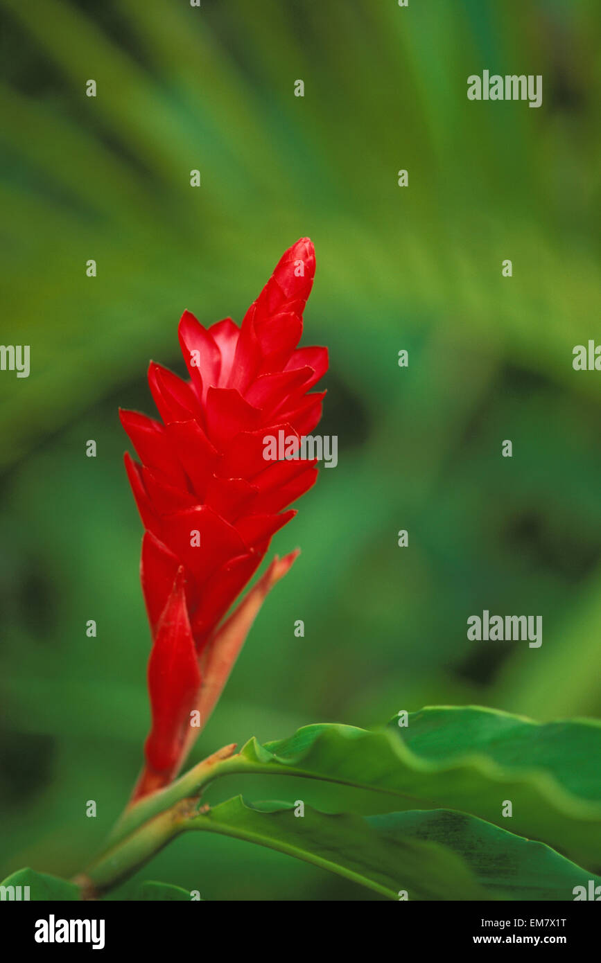 Hawaii, Red Ginger [Alpinia Purpurata] Stock Photo - Alamy
