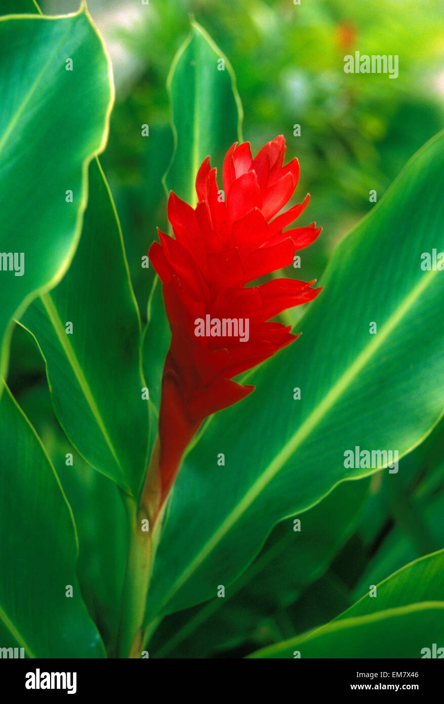 Hawaii, Red Torch Ginger Stock Photo - Alamy