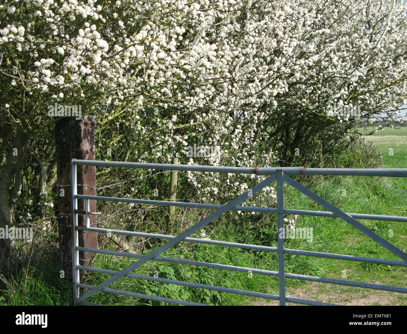 Sloe bush in blossom on a public footpath Stock Photo - Alamy