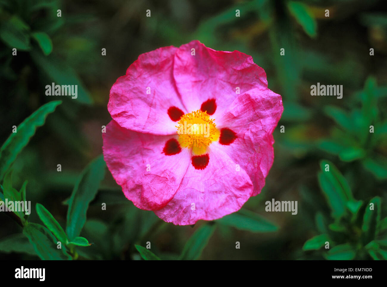 Hawaii, Pink Native Rose Plant With Flower Stock Photo - Alamy