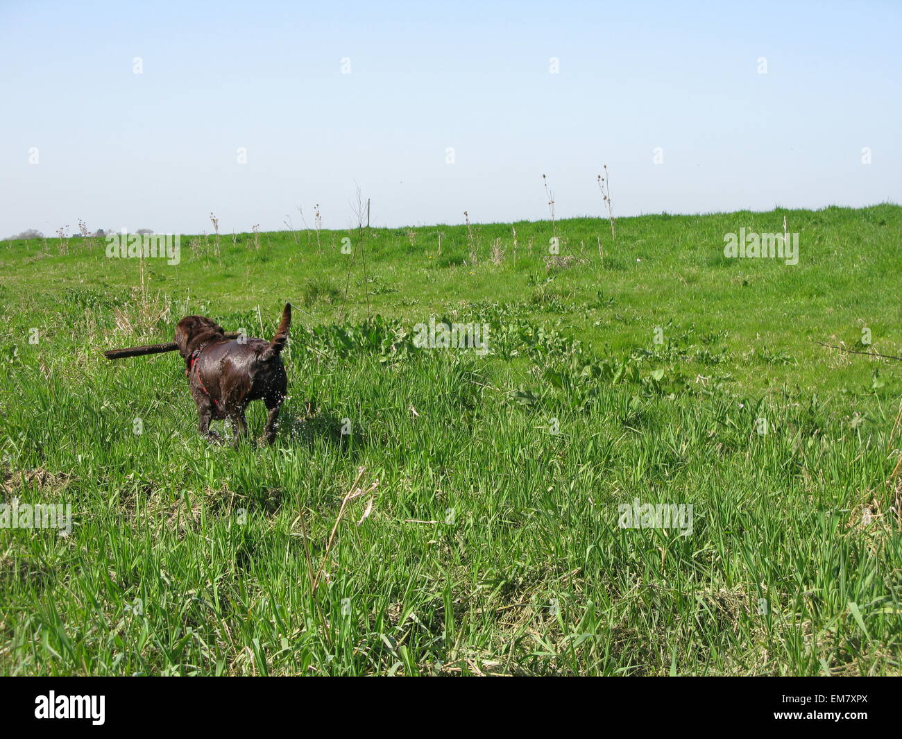 Running away with stick hi-res stock photography and images - Alamy