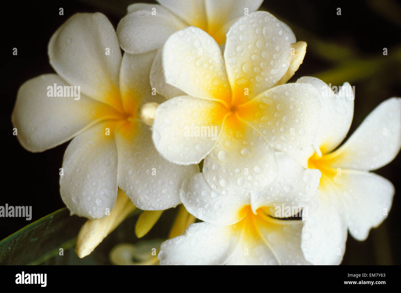 Hawaii, Plumeria Flowers Stock Photo - Alamy