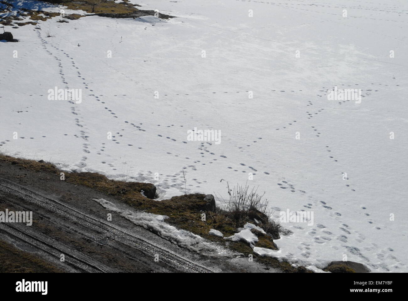 Rabbit tracks mud hi-res stock photography and images - Alamy