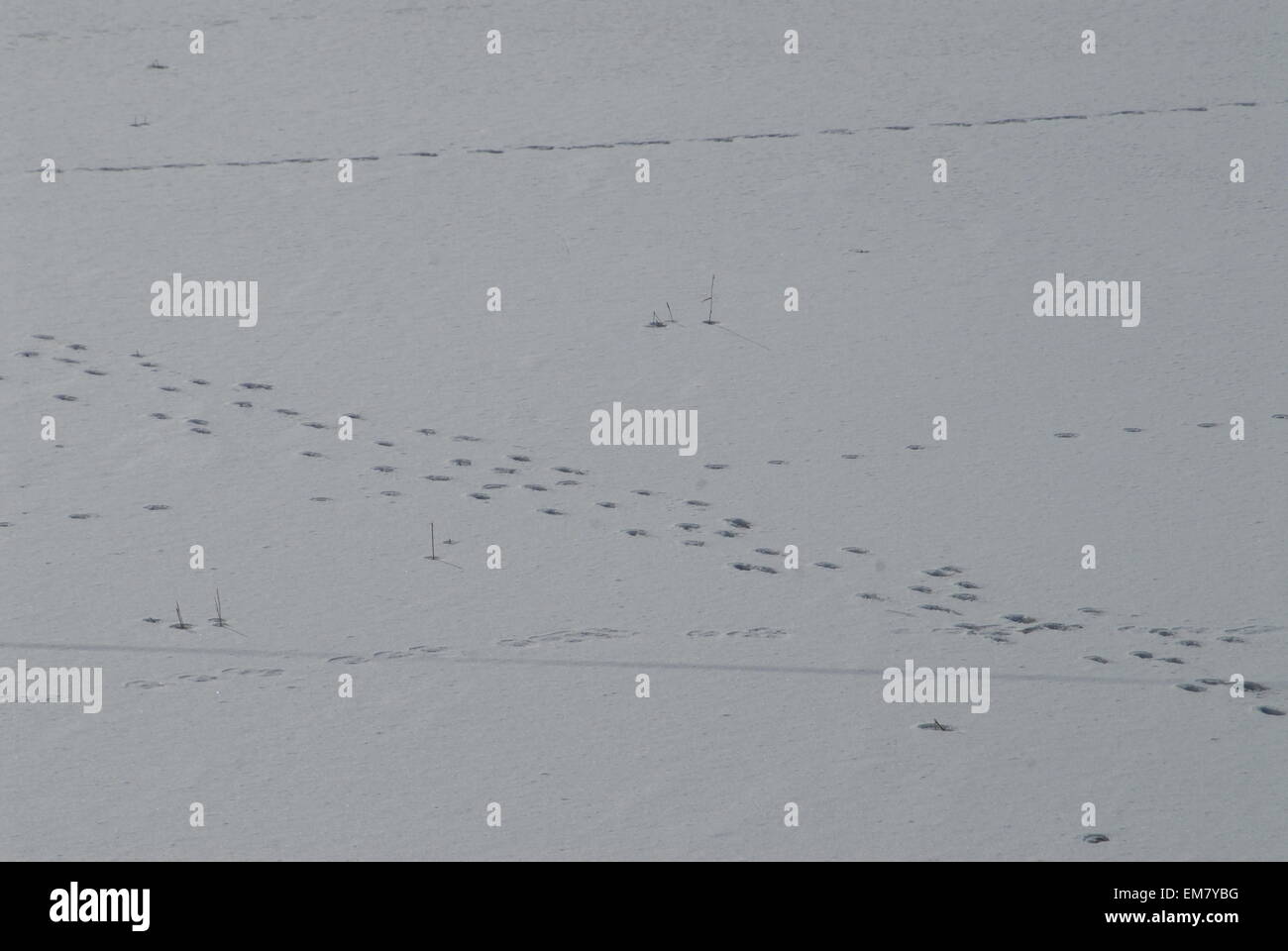 Animal path across a snowy field Stock Photo - Alamy