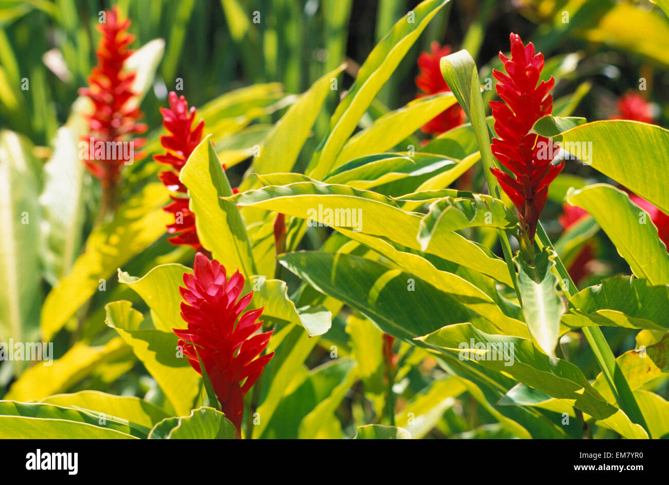 Hawaii, Red Ginger Stock Photo - Alamy