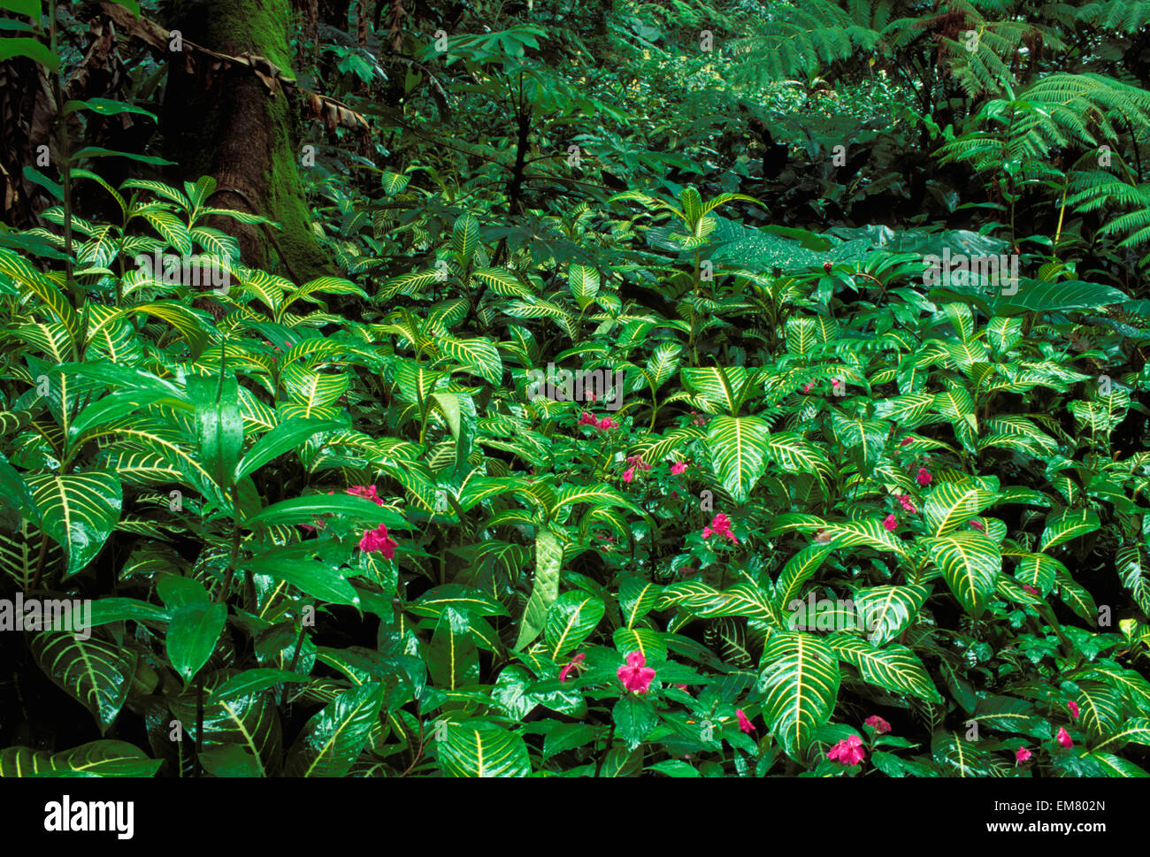 Hawaii, Flowers And Greenery, Foliage Stock Photo - Alamy
