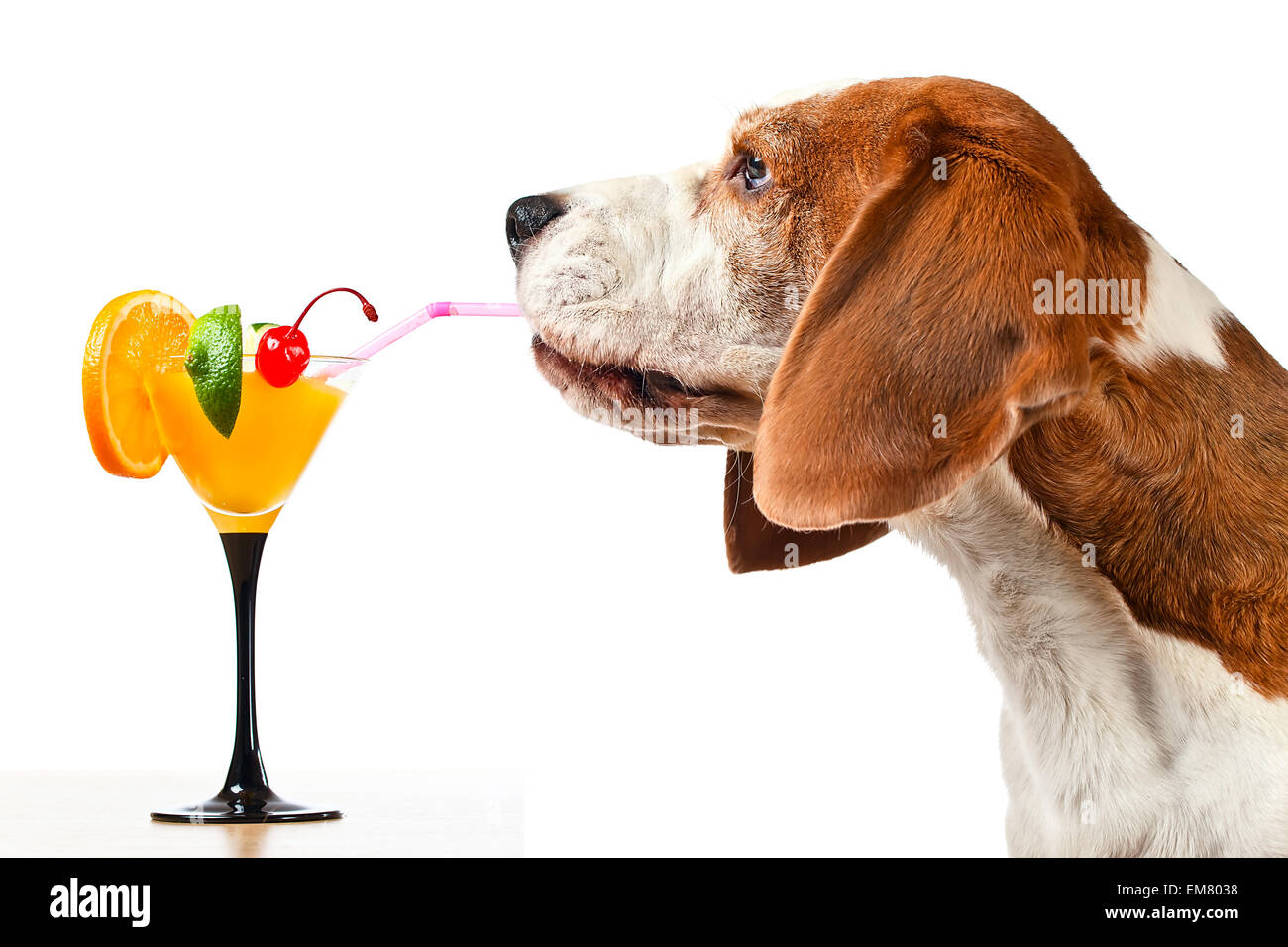 Beagle bar hi-res stock photography and images - Alamy