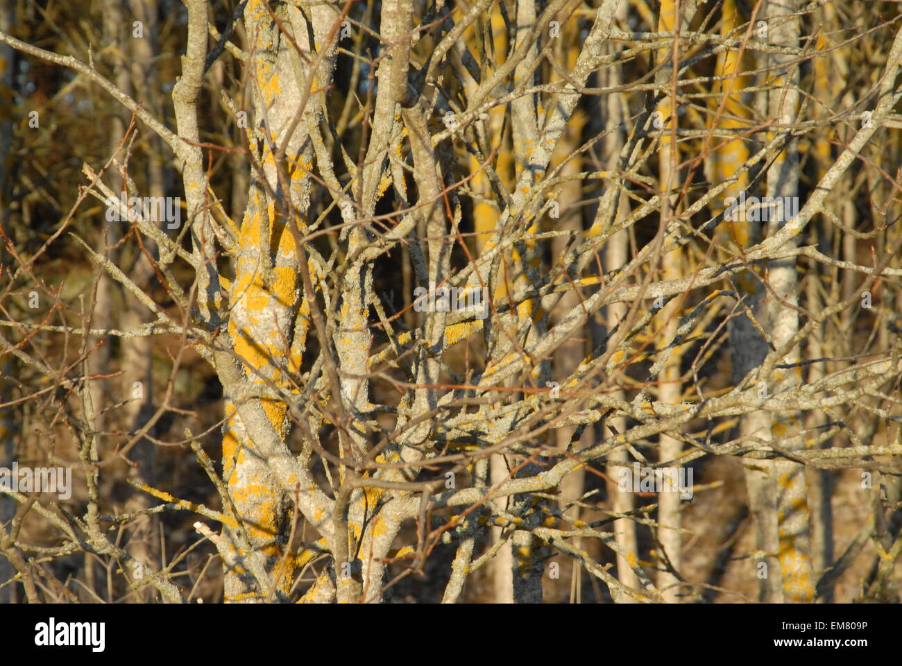 Trees abstract background hi-res stock photography and images - Alamy