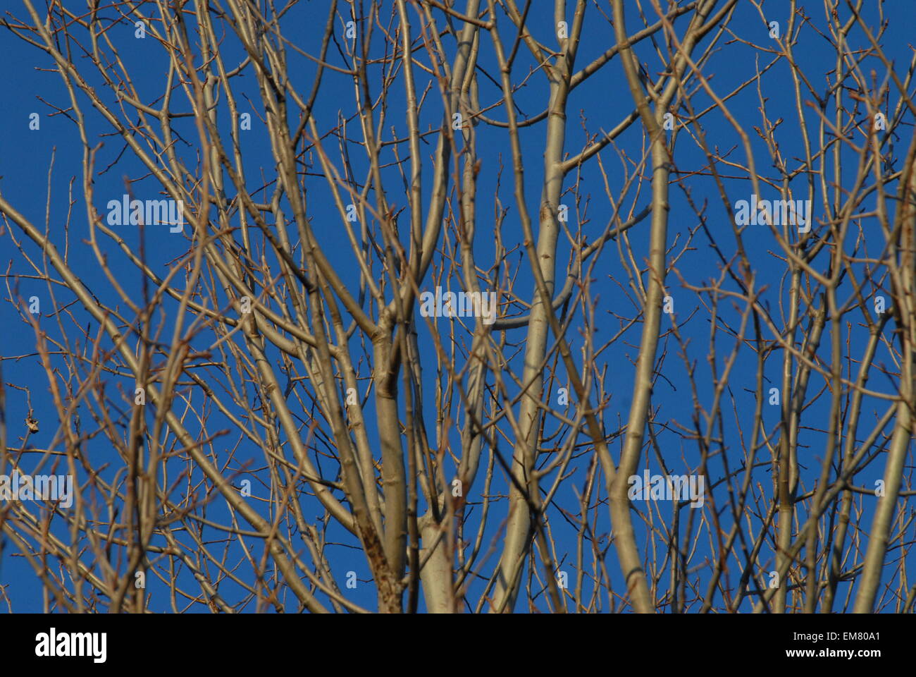 Tree blue sky brown hi-res stock photography and images - Alamy