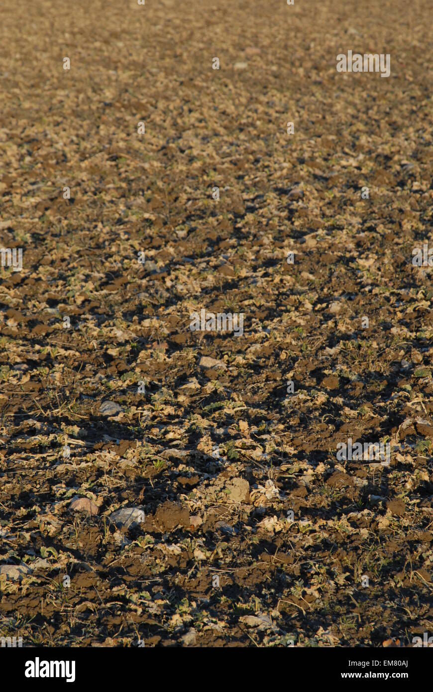 Field of this mud hi-res stock photography and images - Alamy