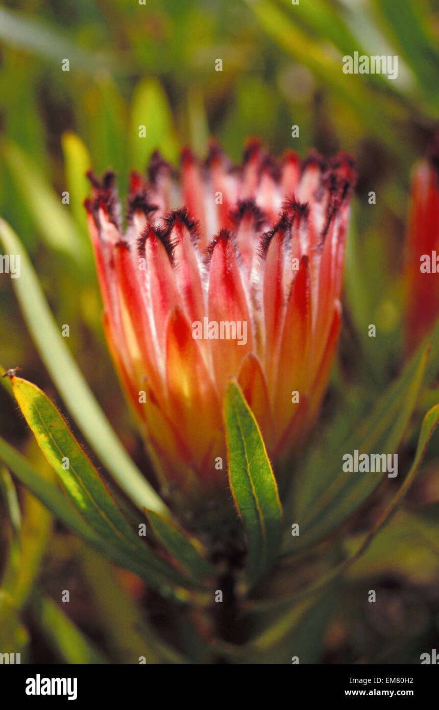 Hawaii, Pink Mink Protea Neriifolia Stock Photo - Alamy