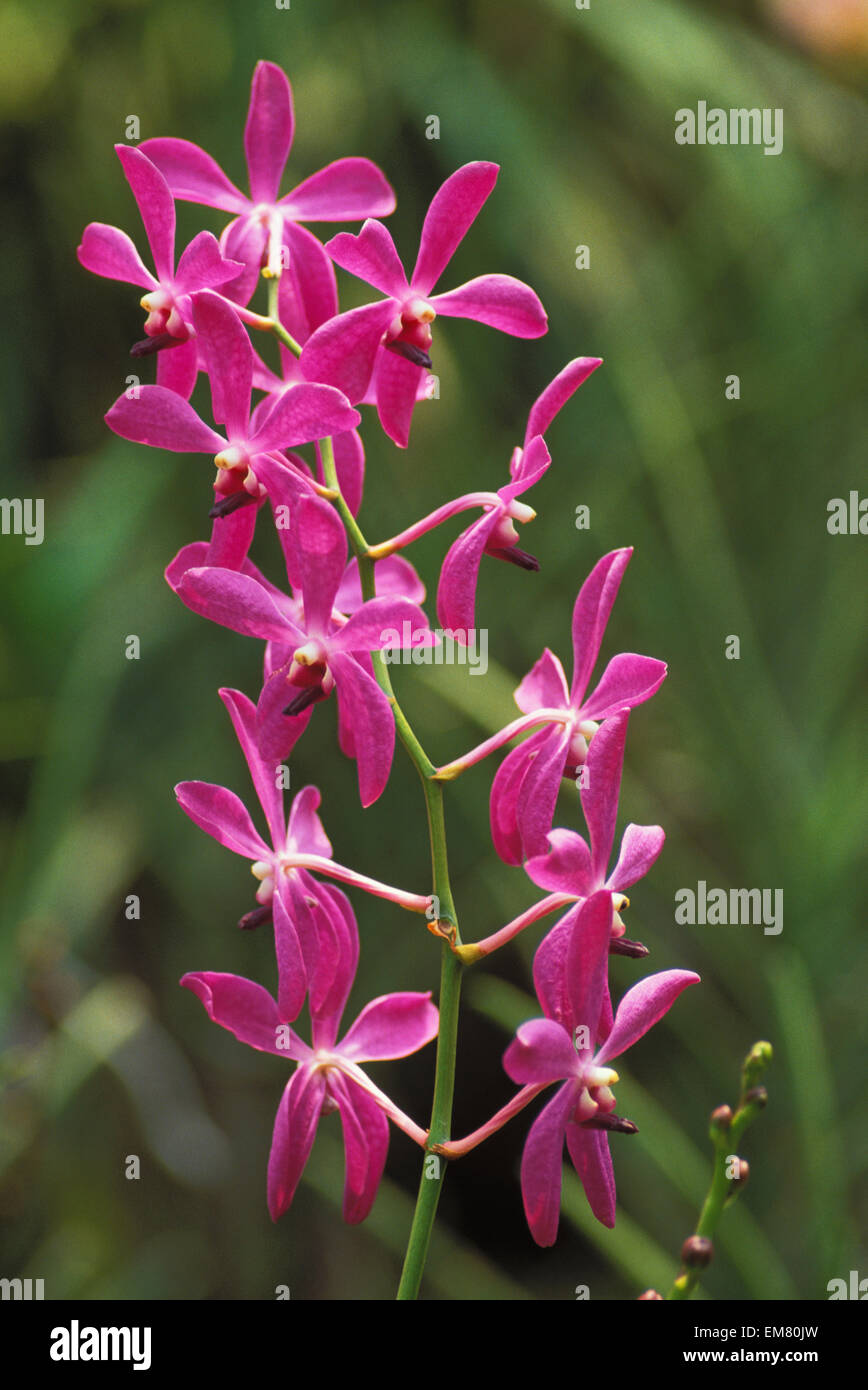 Hawaii, Purple Orchids Stock Photo - Alamy