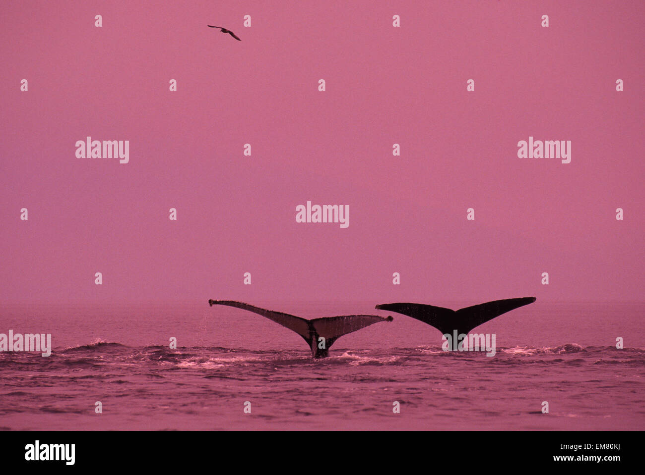 Alaska, Frederick Sound, Humpback Whale (Megaptera Novaeangliae) Double ...