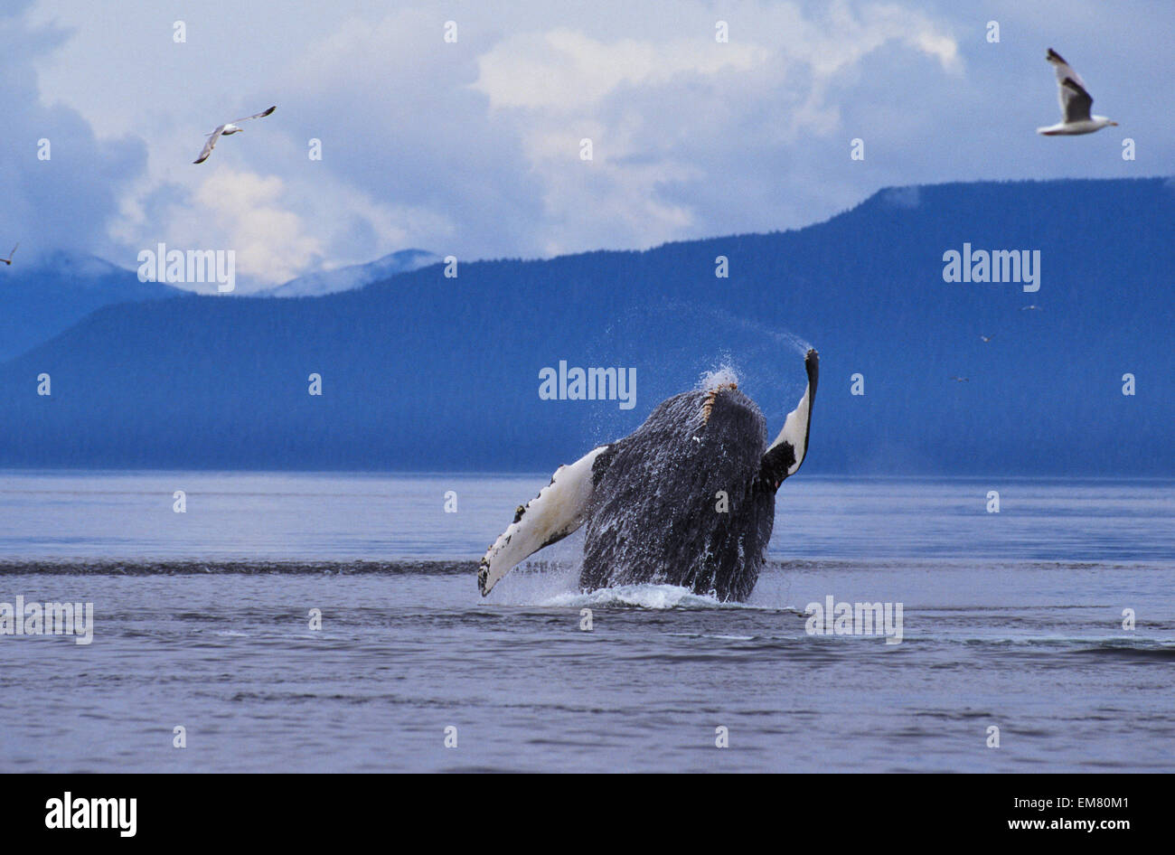 Alaska, Frederick Sound, Humpback Whale (Megaptera Novaeangliae) Breach ...