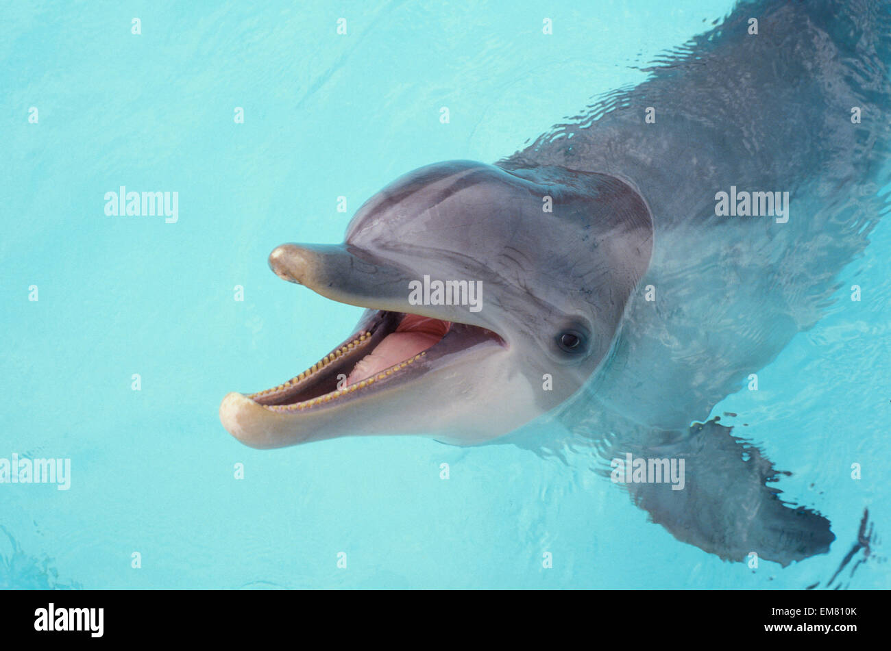 Bottle Nose Dolphin, Head Out Of Water In Captivity Stock Photo - Alamy