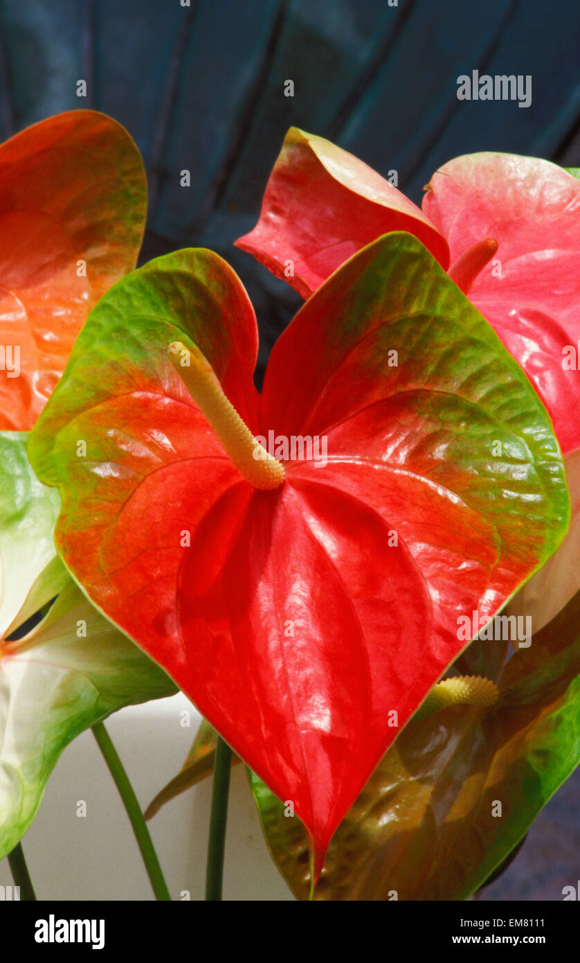 Hawaii, Anthurium Obake Stock Photo - Alamy