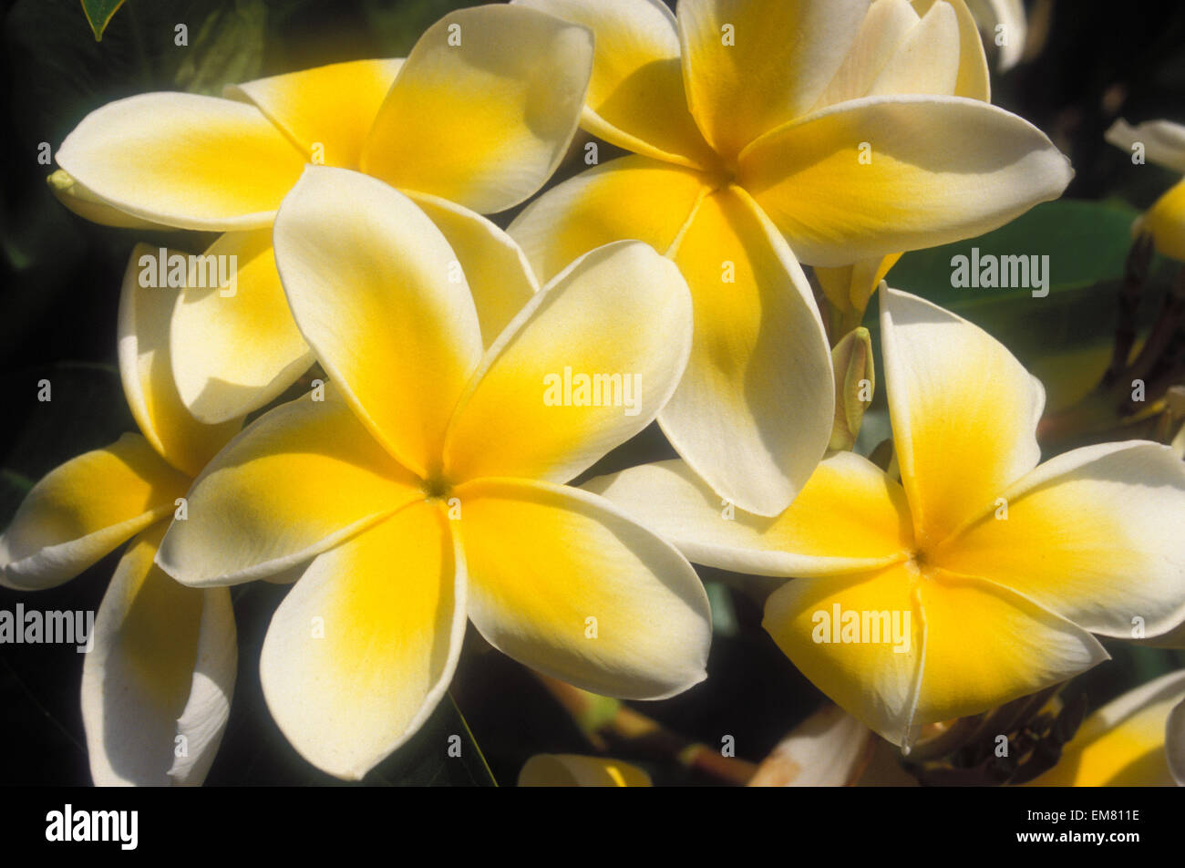 Hawaii, Yellow Plumeria Flowers On Tree Stock Photo - Alamy