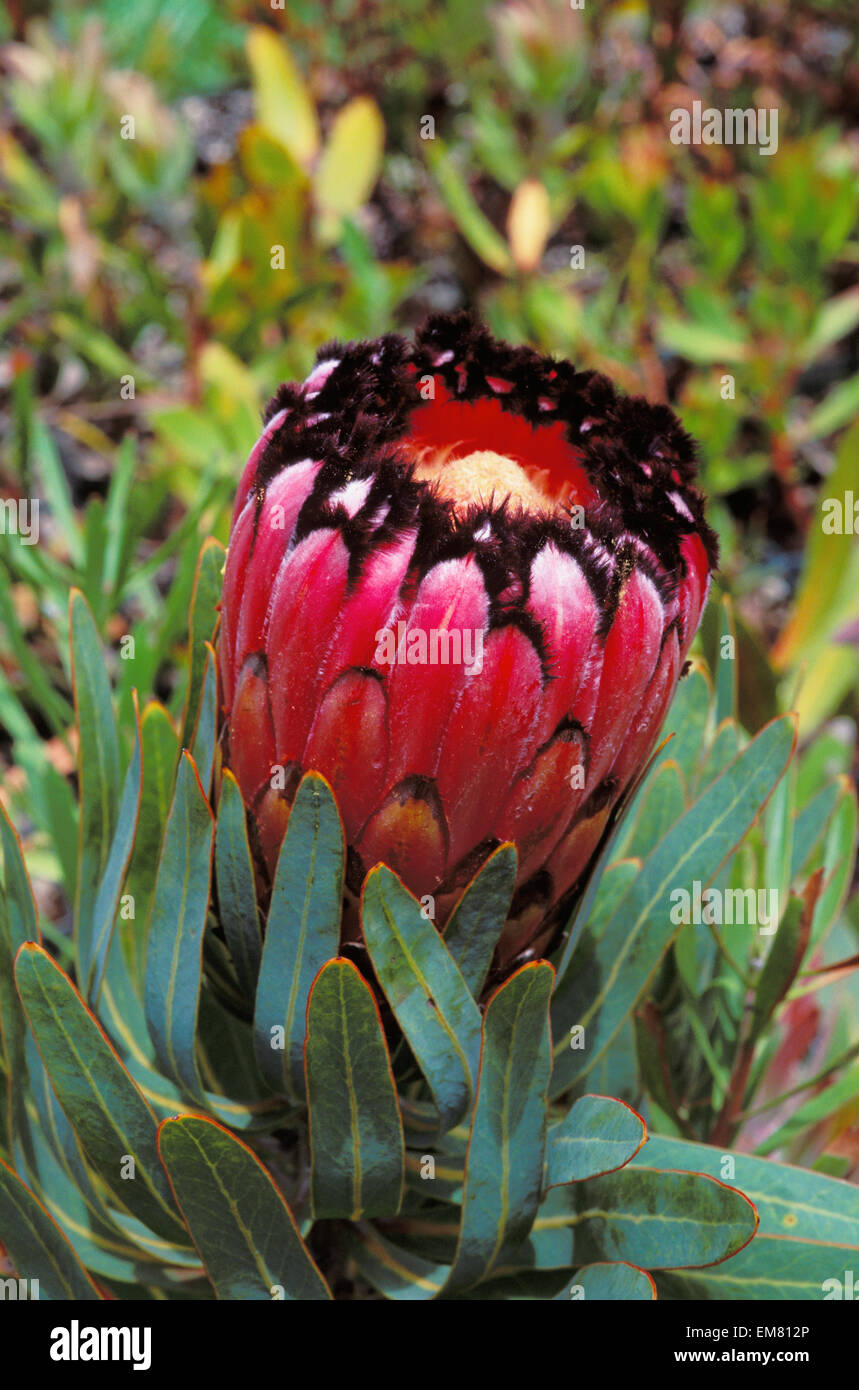 Hawaii, Maui, Kula, Protea Flower Stock Photo - Alamy