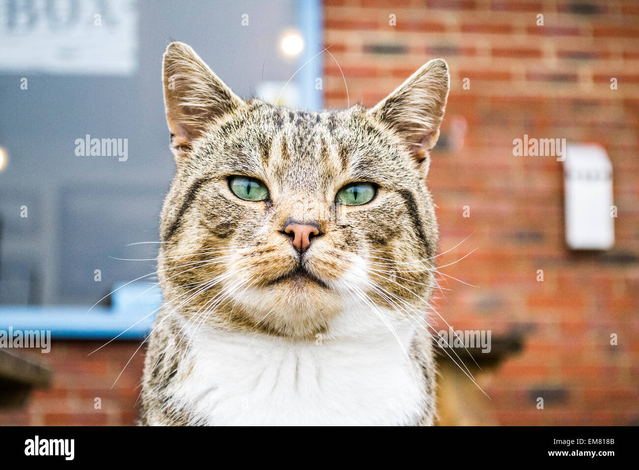 Cat face hi-res stock photography and images - Alamy