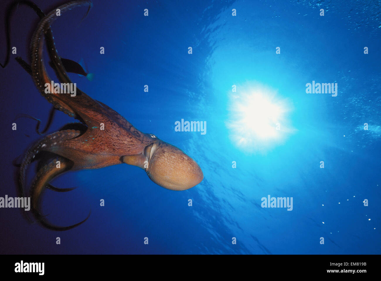 Hawaii, Daytime Octopus Swims Up With Sunburst (Octopus Cyanea Stock ...