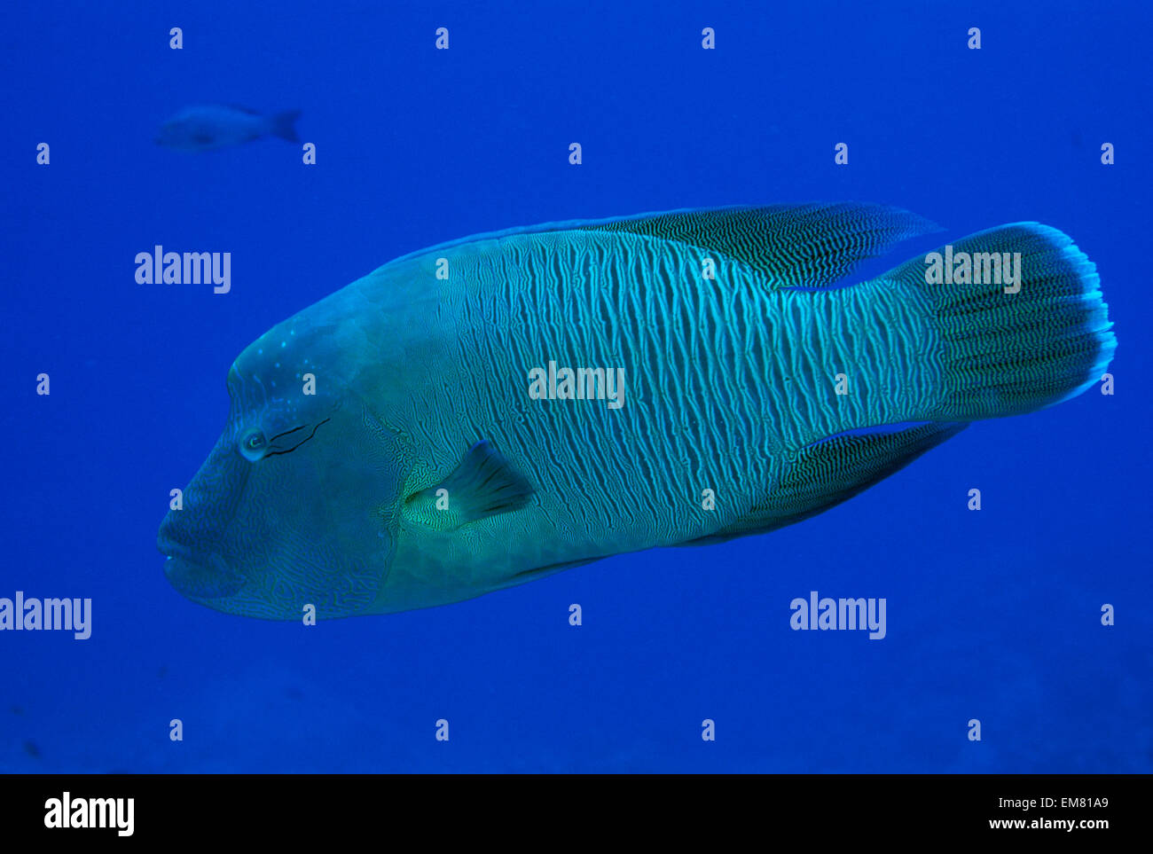 Palau, Napoleon Fish (Ceilinus Undulatus Stock Photo - Alamy