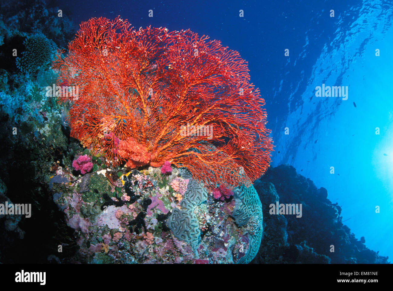Micronesia, Red Sea Fan Stock Photo - Alamy