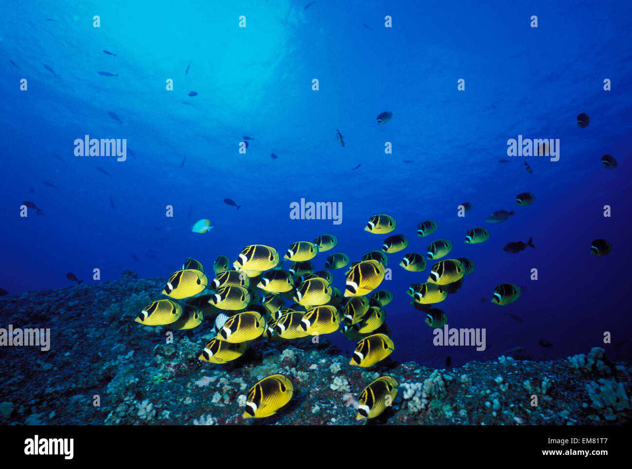Hawaii, Maui, Molokini Crater, Schooling Raccoon Butterflyfish Near ...