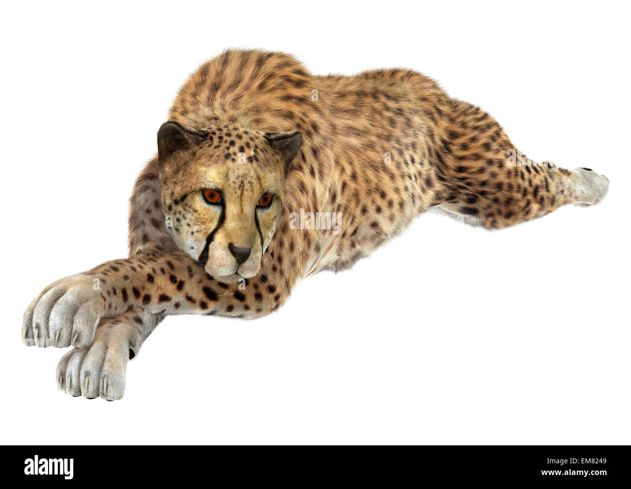 3D digital render of a resting cheetah isolated on white background ...
