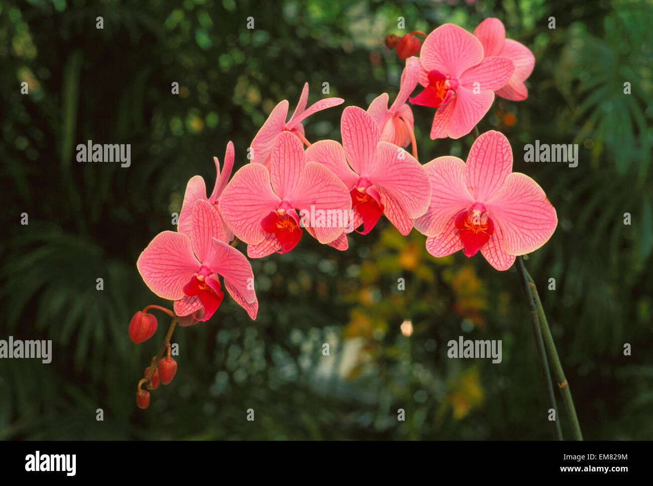 Pink Sprig Of Orchids Stock Photo - Alamy