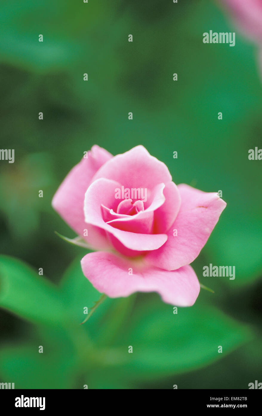 Single Perfect Pink Rose, Partway Open, Soft Focus Stock Photo - Alamy