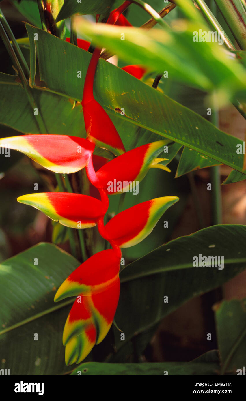 Lobster claw tip hi-res stock photography and images - Alamy