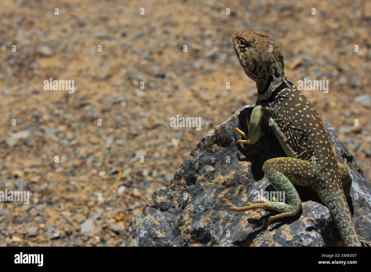 Western Collared Lizard