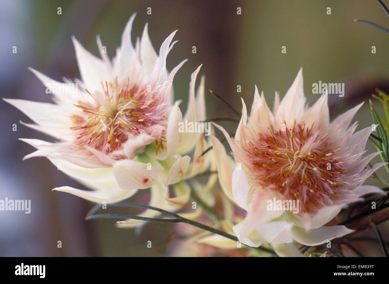 Protea blushing bride hi-res stock photography and images - Alamy
