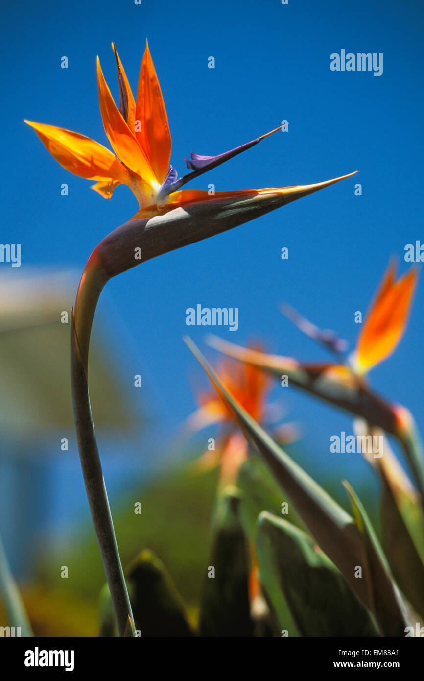 Close-Up Of Two Orange Bird Of Paradise Flowers Outside, Soft Focus ...