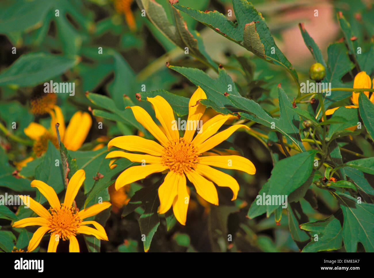 Yellow California Daisies, Close-Up Still On Plant Stock Photo - Alamy