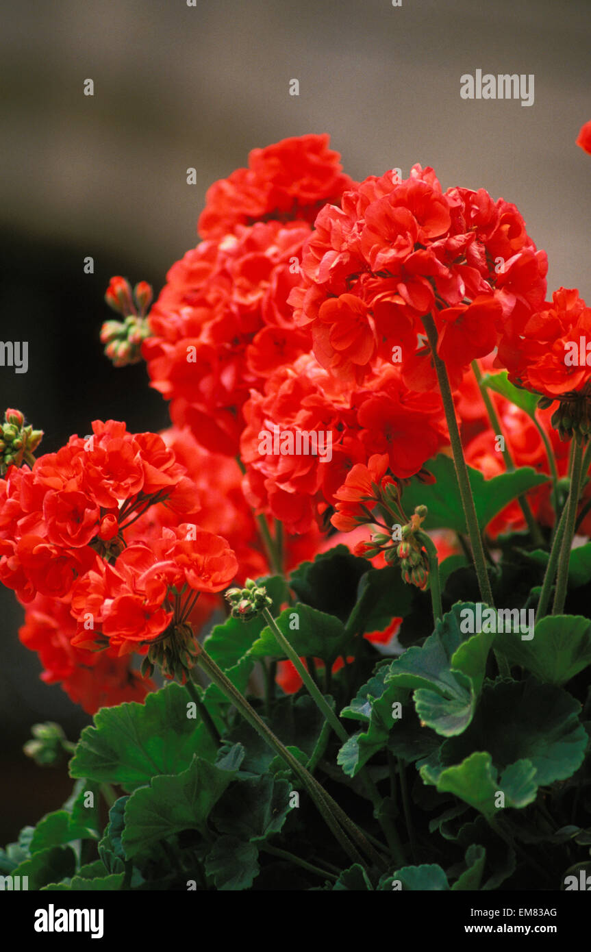 Close-Up Of A Group Of Red Geraniums On Plant, Soft Background Stock ...