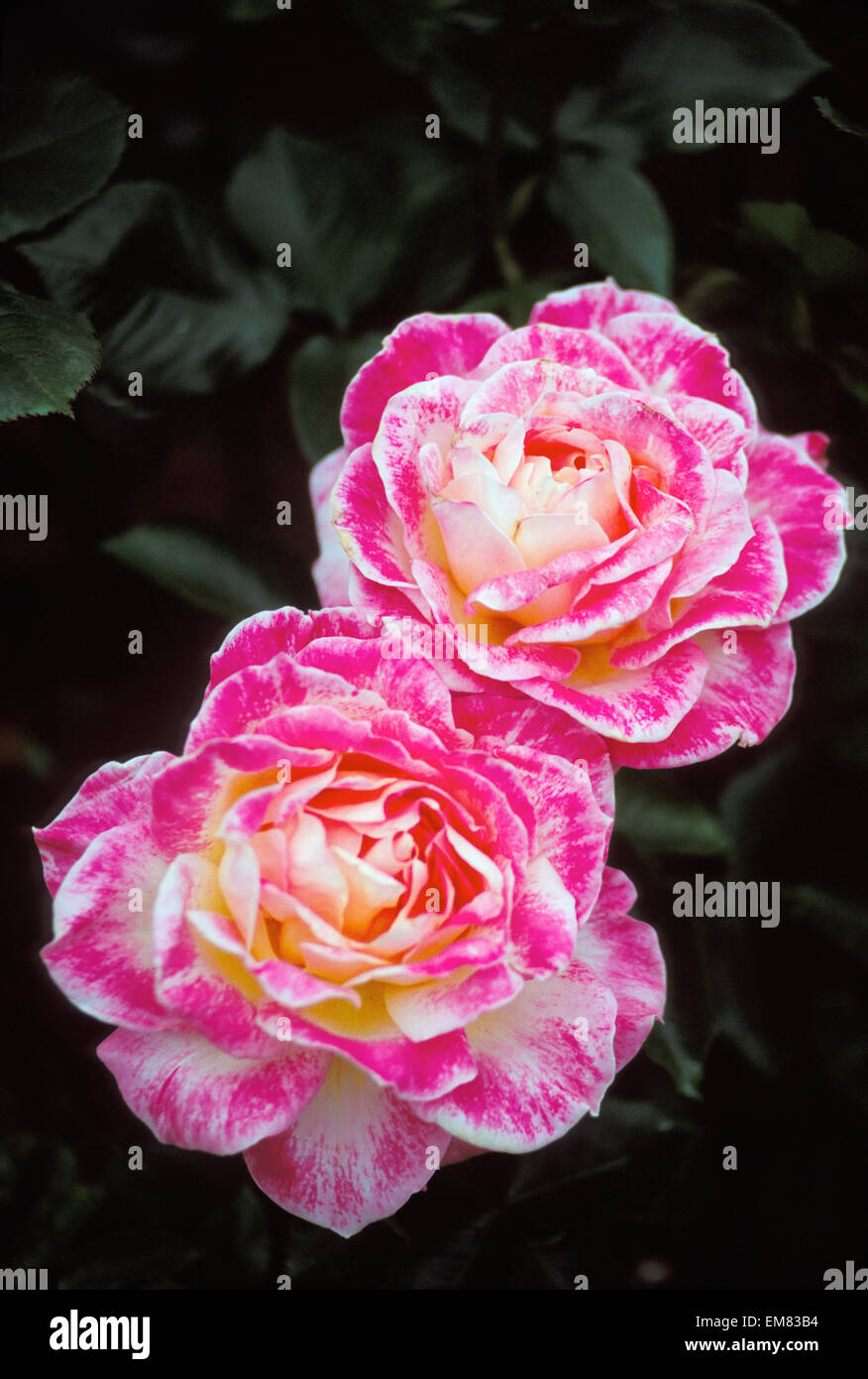 Close-Up Two Open Pink Tipped Roses On Plant Stock Photo - Alamy