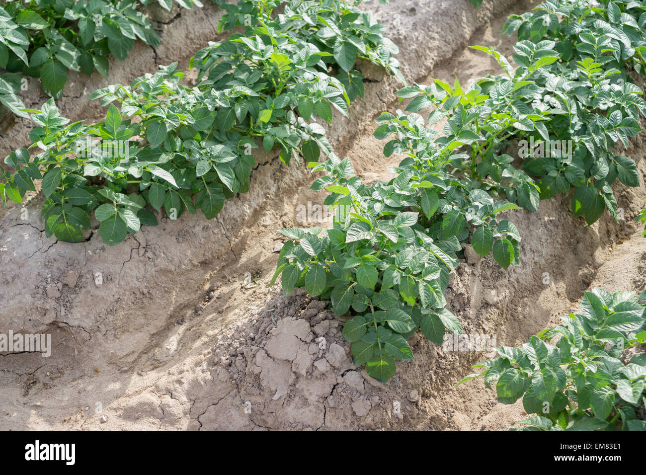 Side view of potato plantation rows Stock Photo - Alamy