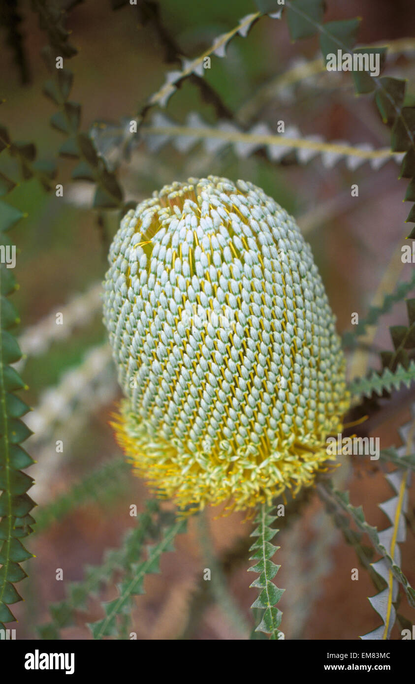 Close-Up Of A Single Banksia Protea Bud Still On Plant Stock Photo - Alamy