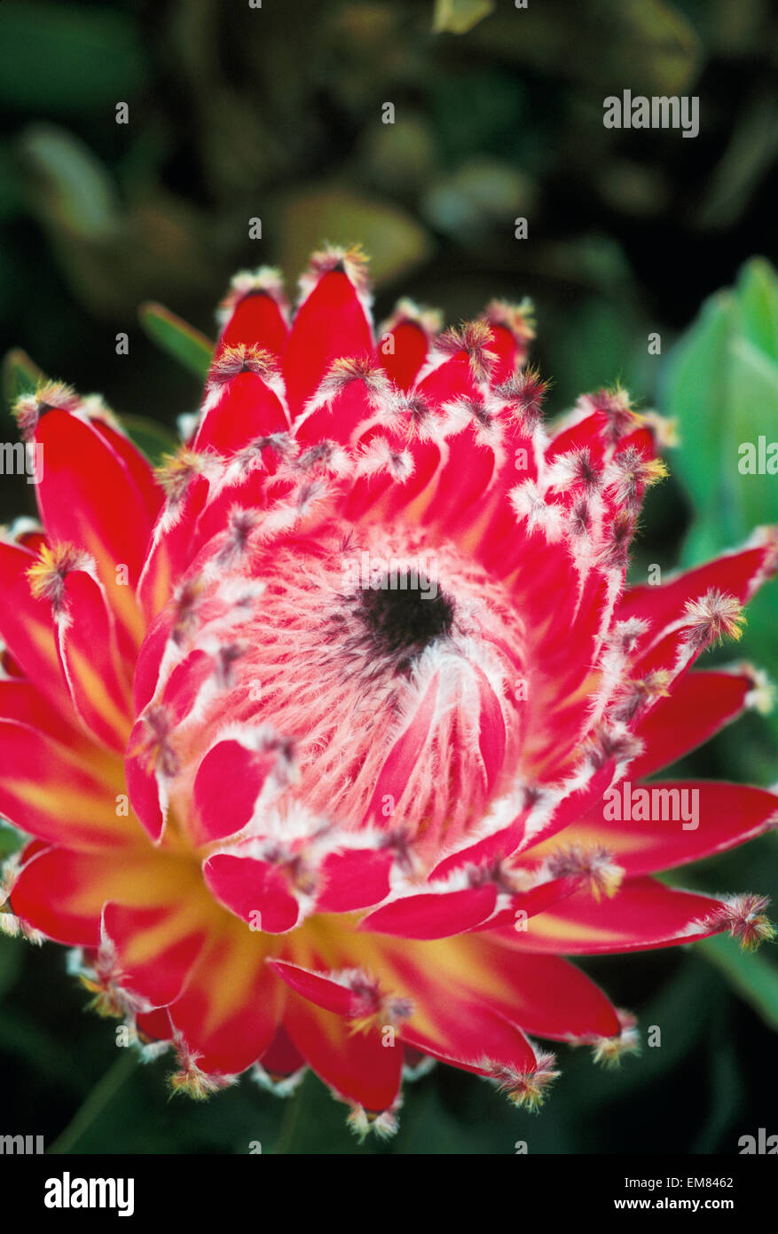 Queen protea hi-res stock photography and images - Alamy