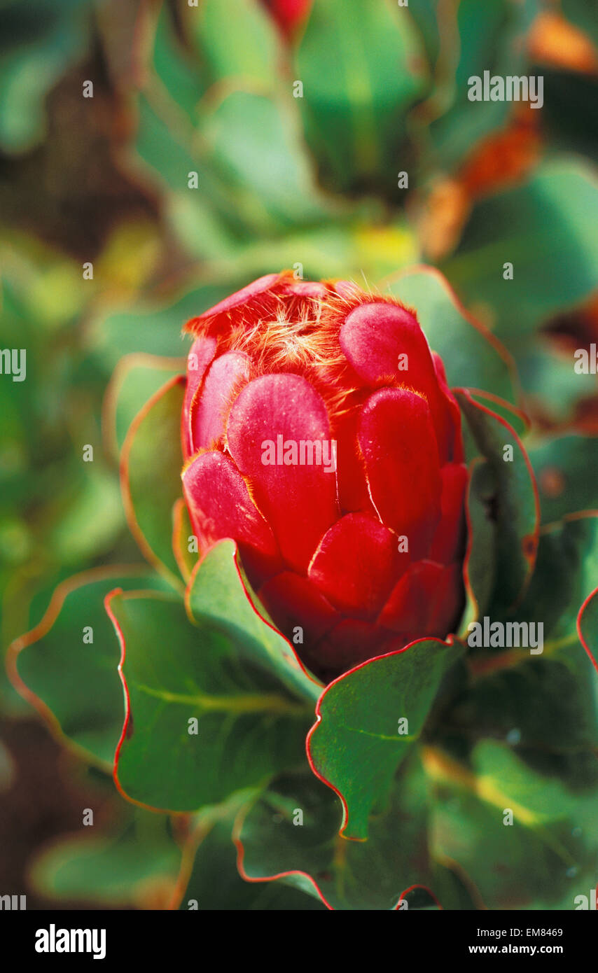 Protea on stem hi-res stock photography and images - Alamy