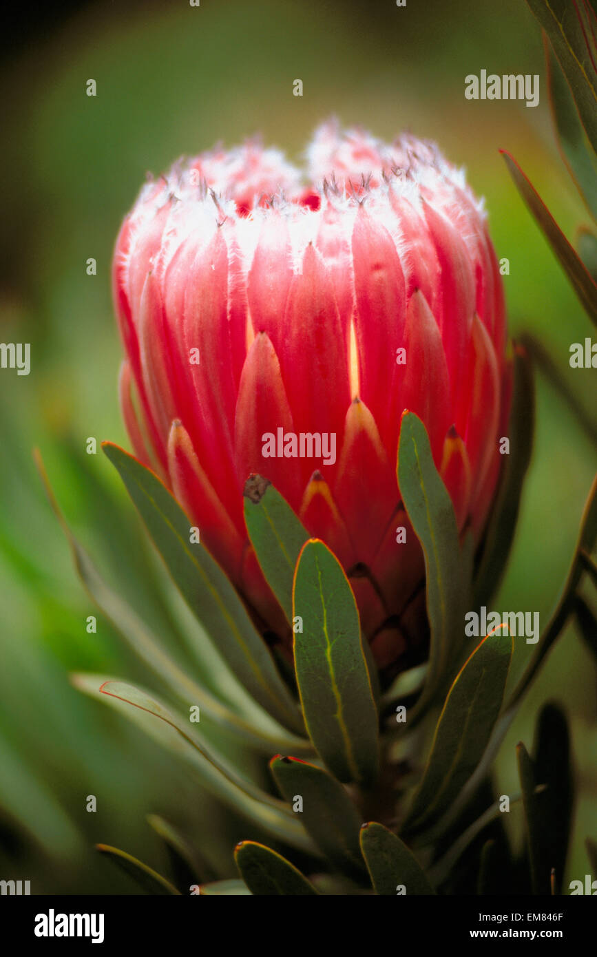 Close-Up Of Single Fuzzy, Partially Closed, Pink Mink Protea, Side View ...
