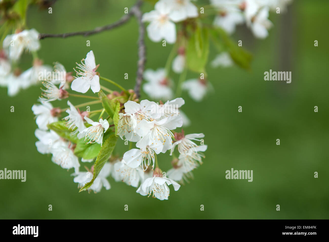 Spring white illustration hi-res stock photography and images - Alamy
