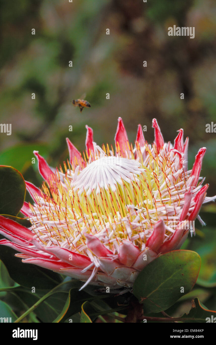 Close-Up Of Pink King Protea With White Center, Completely Open, Bee ...