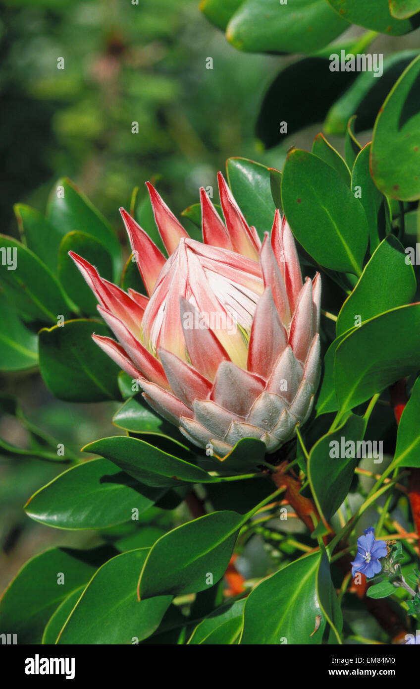 Beautiful protea flower opening hi-res stock photography and images - Alamy