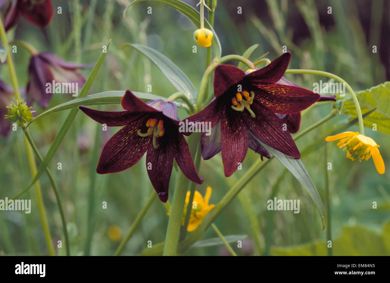 Fritillaria camschatcensis hi-res stock photography and images - Alamy