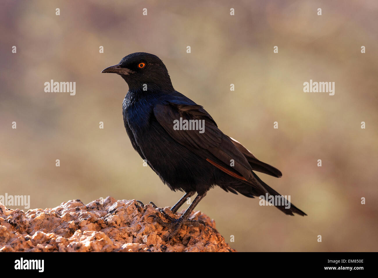 Pale-winged starling (Onychognathus nabouroup), Spitzkoppe, Damaraland ...
