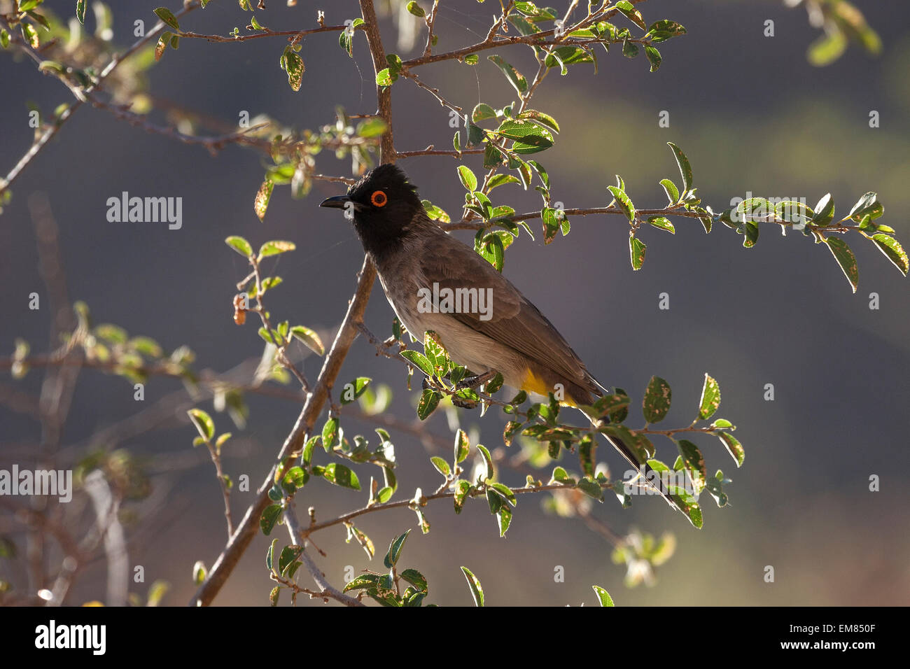 African red-eyed bulbul (Pycnonotus nigricans), Namibia Stock Photo - Alamy