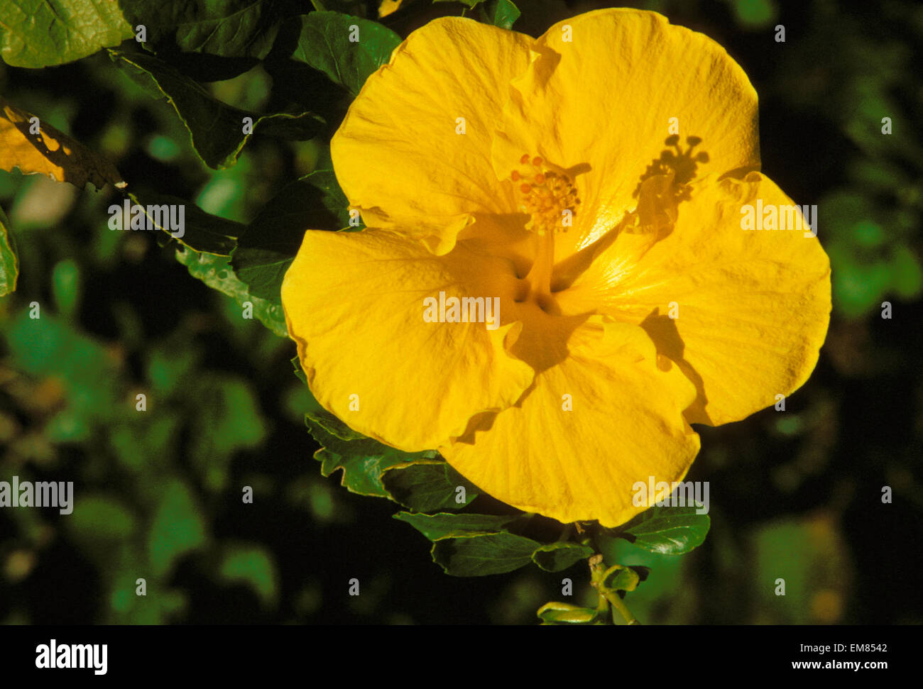 Single Yellow Hibiscus On Plant With Shadows, Green Leaves, Close-Up ...